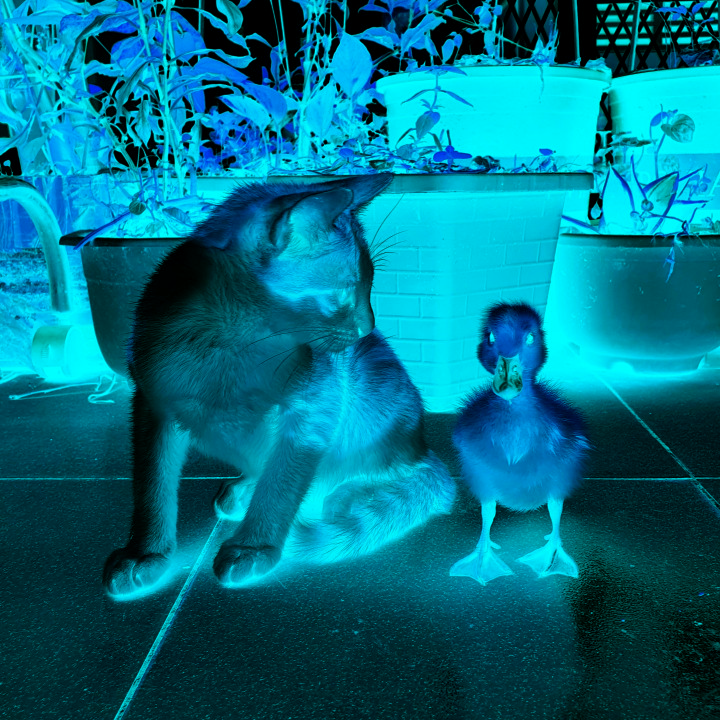 How to invert an image in a shader – Agate DRAGON Games