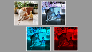 How to invert an image in a shader – Agate DRAGON Games