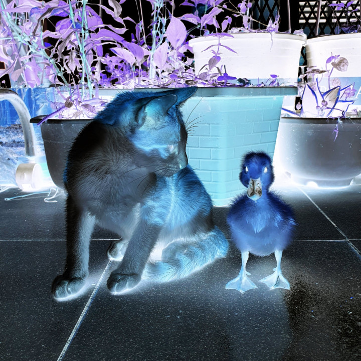 How to invert an image in a shader – Agate DRAGON Games