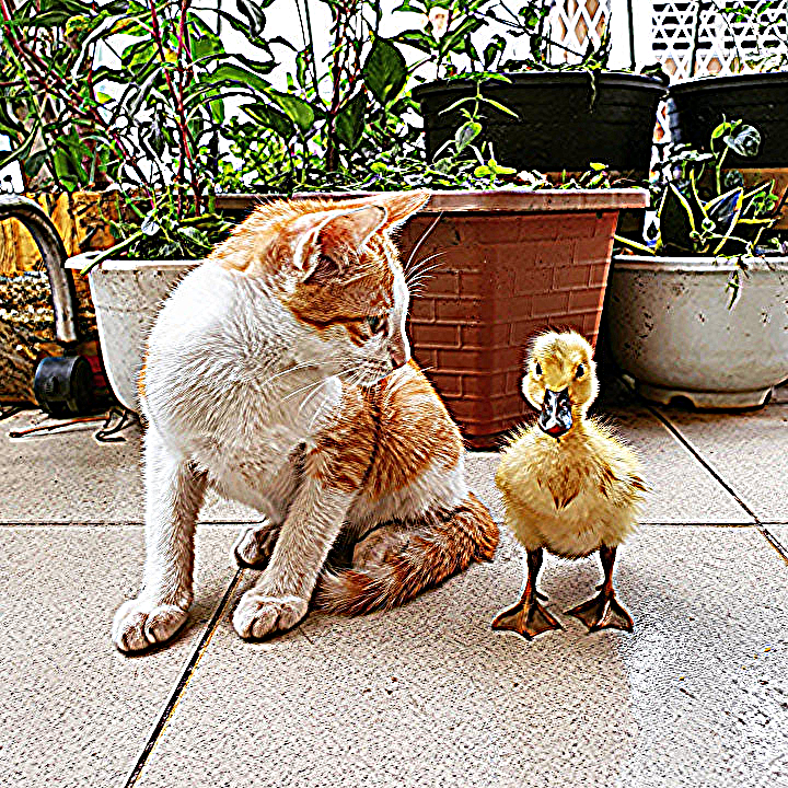 Simple sharpen shader using a kernel – Agate DRAGON Games